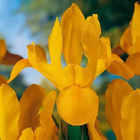 10 Bulbos De Iris Amarillo Mercadolibre