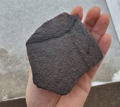 Monstrous Fossilized Turtle Shell Section Florida Fossil Etsy