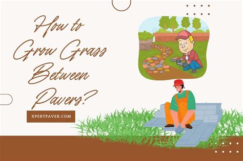 How To Grow Grass Between Pavers From Weeds To Greens