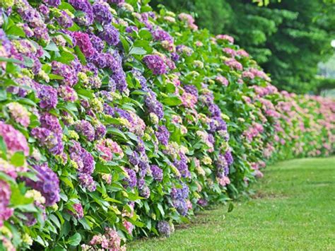 Hydrangea Size Chart Discover The Perfect Size For Your Garden