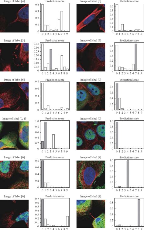 Prediction Of Protein Subcellular Localization Based On Microscopic Images Via Multi‐task Multi
