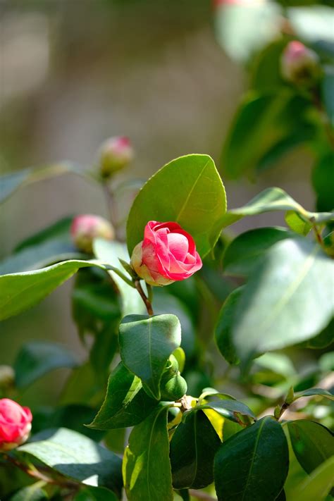 Bunga Kamelia Merah Foto Gratis Di Pixabay Pixabay