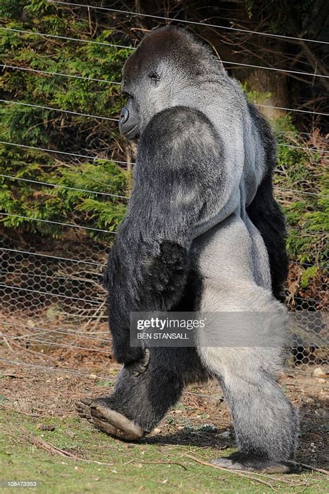 Silverback Gorilla Standing