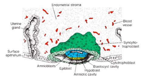 Fiszki 4 Sadler Drugi Tydzień Rozwoju Quizlet