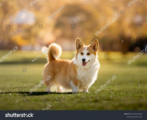 Thousands Of Corgis