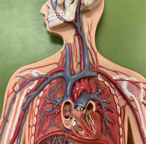 Aandp Ii Thoracic Blood Vessels Diagram Quizlet