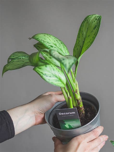 Аглаонема Мария Кристина - Botanic Craft | Цветы и растения в Хабаровске