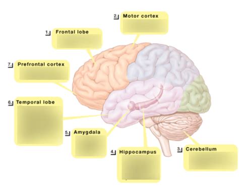 Unit 5 Cognitive Psychology Diagram Quizlet