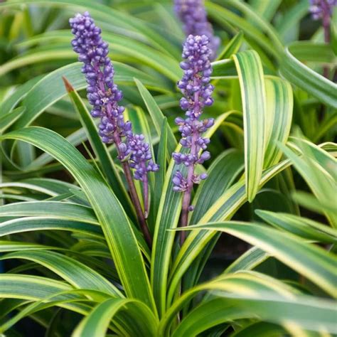 Variegated Liriope Seeds Ornamental Grass Seeds