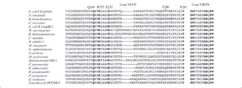 Multiple Sequence Alignment Of The N Terminal Regions Of Loop Vivii