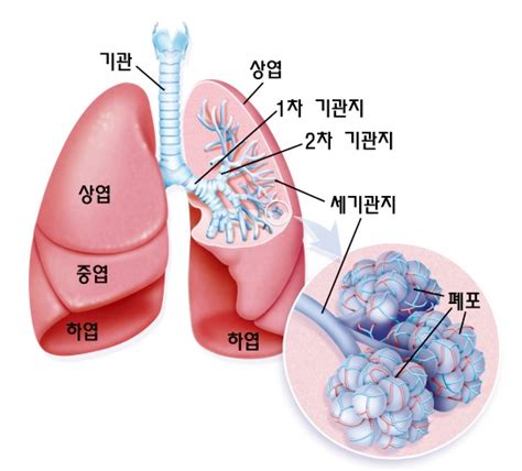 사람 장기 위치 신체 역할 10가지 네이버 블로그