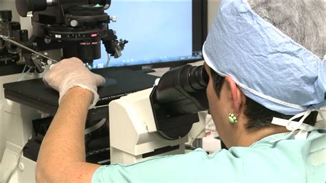 Human Oocyte Structure Videos And Hd Footage Getty Images