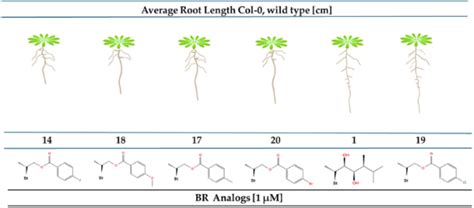 Bjoc Synthesis And Biological Evaluation Of New Brassinosteroid