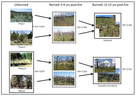 Effects Of Pre Fire Vegetation On The Post Fire Plant Community