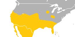 20 Types Of Bats In California Id Guide Bird Watching Hq