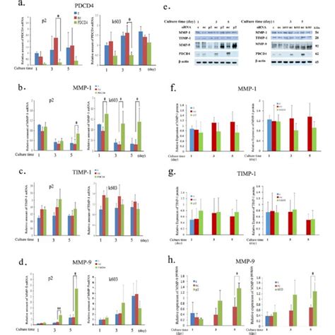 Cell Proliferation Activity Assays Of Pdcd4 Knockdown Lx 2 Cells