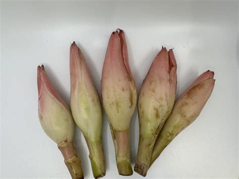 Bunga Kantan Kecombrang Frozen Ginger Torch Flower Etlingera Elatior One Single Flower Bud