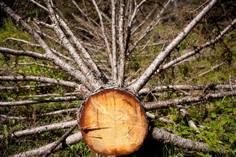 Stoppen Met Het Kappen Van Nederlandse Bomen ‘dat Is Neokolonialisme