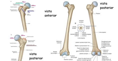 Anatomía Unam FÉmur
