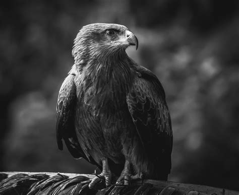 300000 Free Grayscale Wallpaper And Grayscale Images Pixabay