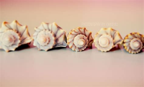 Small Conch Shells Conch Shell Body Art Conch