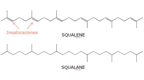 Activo Cosmético Escualanoescualeno Conocemos Las Diferencias Y