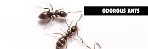 How To Manage The Three Most Common Ant Species