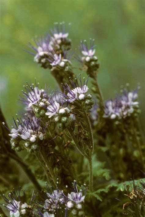 Phacelia Neomexicana Hydrophyllaceae