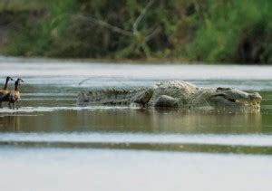 Gustave The Bullet Proof Demon Crocodile Of Burundi Fact Fiend