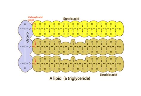 Triglyceride From Stearic Acid