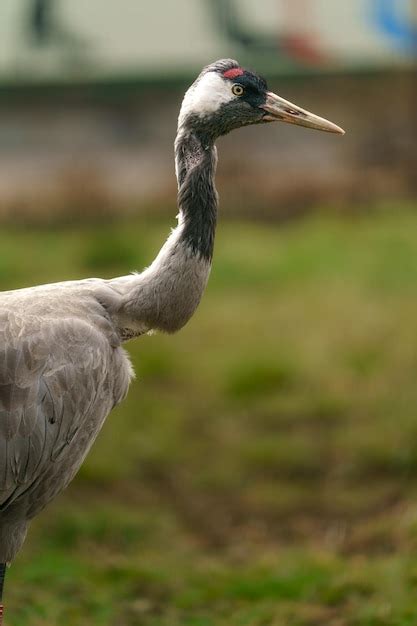 Premium Photo Common Crane