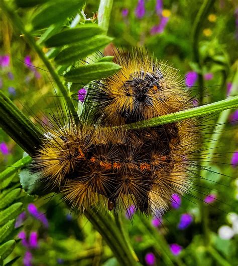 Hernyó Macro Smithsonian Photo Contest Smithsonian Magazine