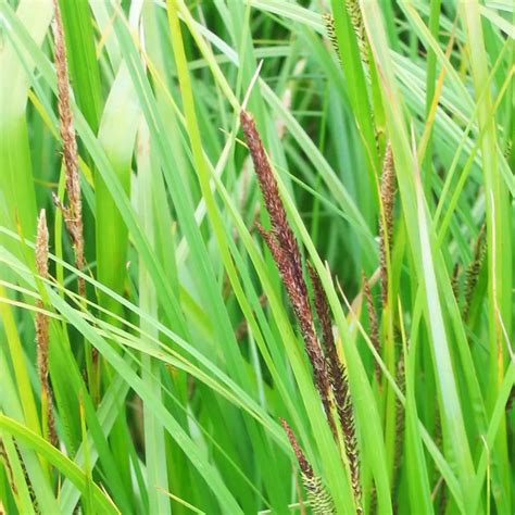 Carex Acuta Kvass Starr Vegtech Norge