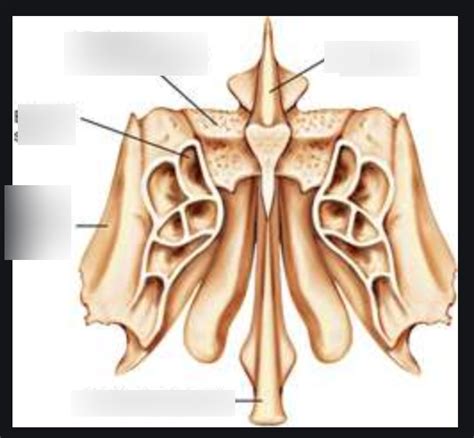 Ethmoid Bone Landmarks Diagram Quizlet