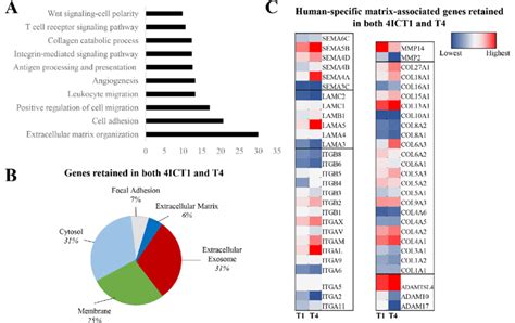 Rna Sequencing Of Serial Passages Of Tu Bcx 4ic Compared To The
