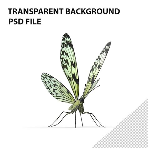 Premium Psd Tree Nymph Butterfly Png