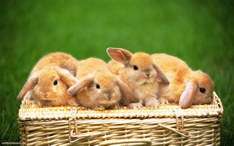 Cute Bunny Rabbits Wallpapers Top Free Cute Bunny Rabbits Backgrounds Wallpaperaccess