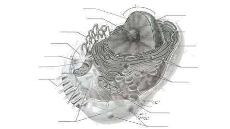 Human Cell Anatomy Diagram Quizlet