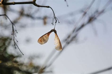 The Magic Of Maple Helicopter Seeds 4 Iconic Trees Revealed