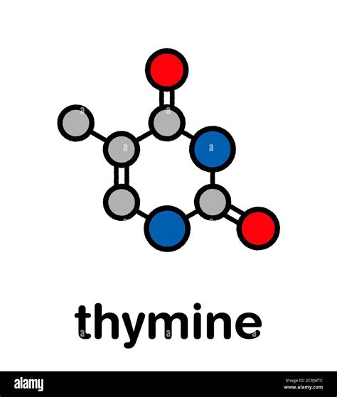 Dimère De Thymine Banque De Photographies Et Dimages à Haute Résolution Alamy