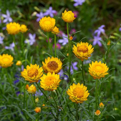 Australian Native Paper Daisies The Botanical Planet