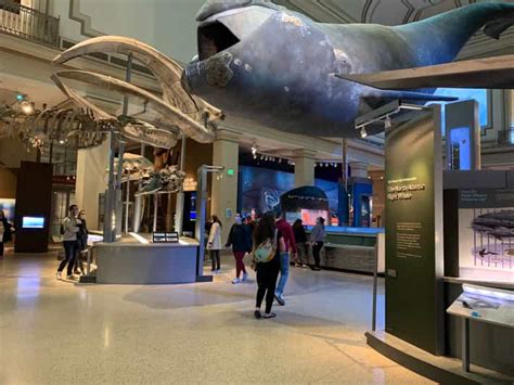 Smithsonian National Museum Of Natural History Guided Tour Getyourguide
