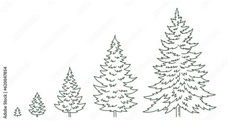 Christmas Tree Growth Stages Editable Outline Size Choice Life Cycle Fir Tree Conifer Spruce