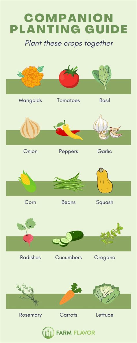 Companion Planting A Simple Guide For Your Vegetable Garden