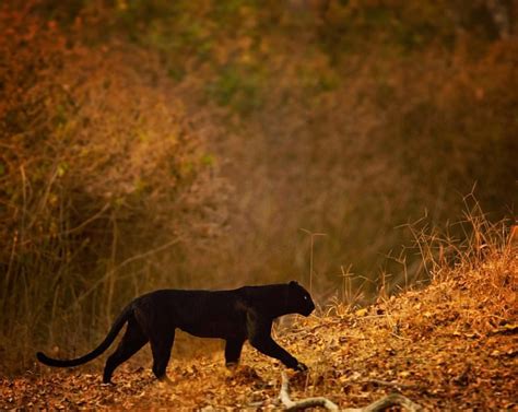 Rare And Majestic Black Panther In The Jungle
