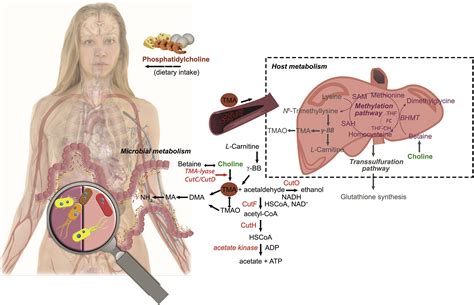 Choline Theft—an Inside Job Cell Host And Microbe