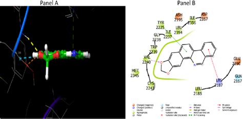 Binding Pose And Site Of 1 3benzodaoxolo5 6 C With Mtor Panel A 3d
