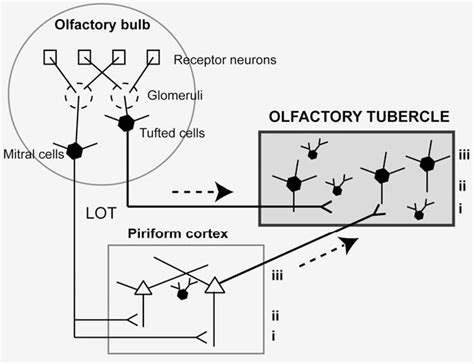 Figure 1 From Sniffing Out The Contributions Of The Olfactory Tubercle