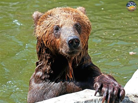 У тварин з Київзоо нині сезон водних процедур ФОТО Вечірній Київ