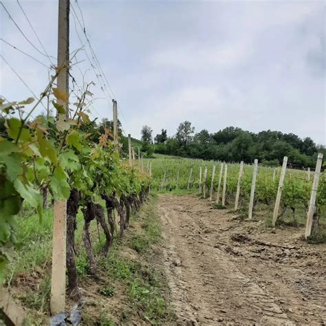 Istituto Vittone Chieri